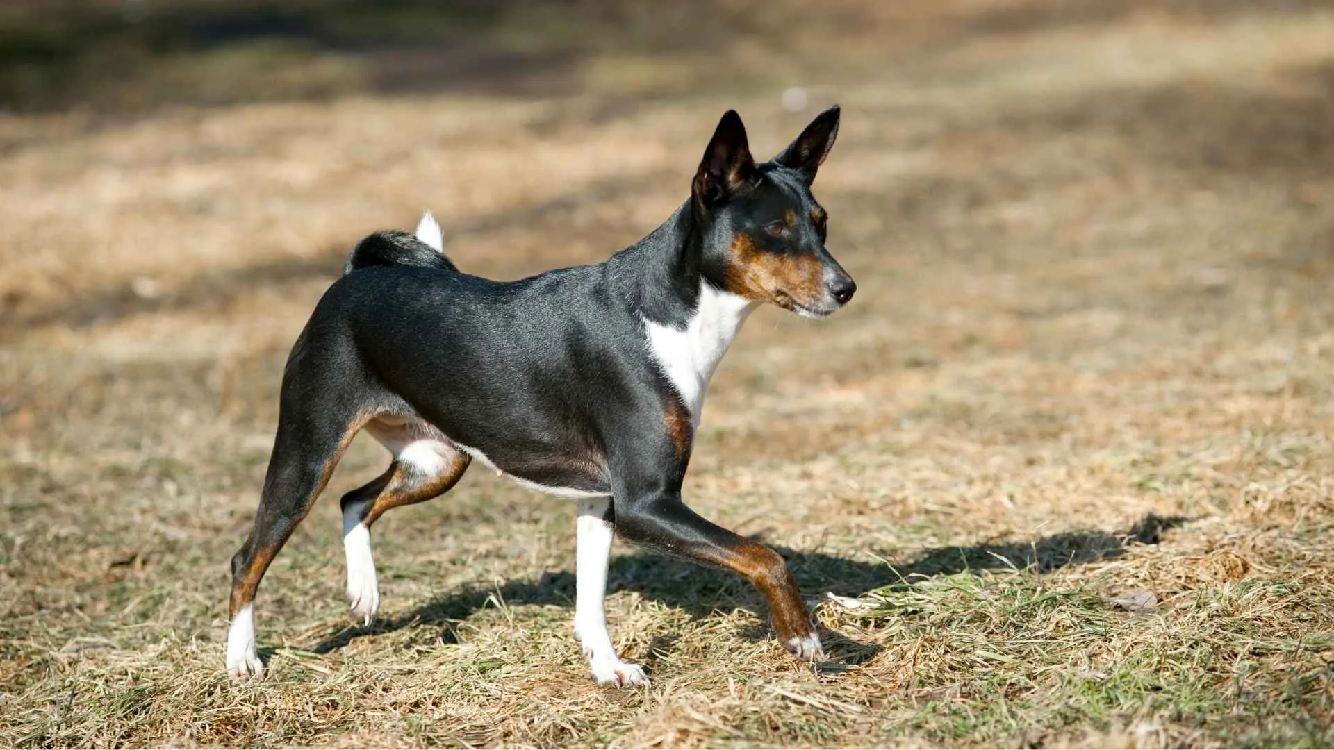 10 Dog Breeds With Minimal Dog Smell For A Fresher Home - TOP DOG SITE