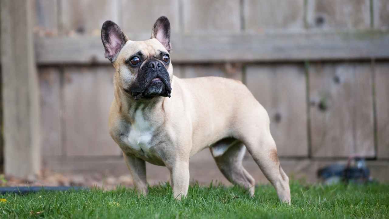 10 Most Easiest Dog Breeds To Own For A Stress-Free Life - TOP DOG SITE