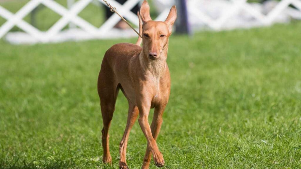 27 Hound Dog Breeds That Make The Most Loyal Companion - TOP DOG SITE