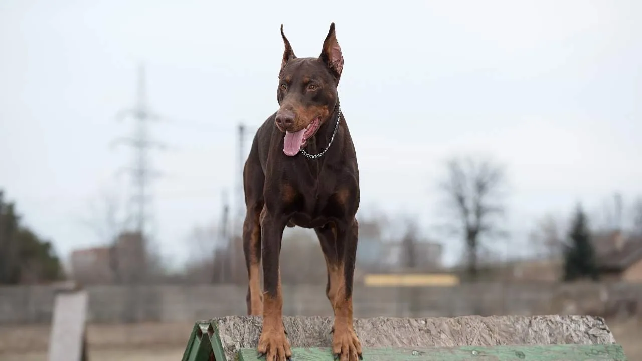 7 Scariest Looking Dog Breeds That Would Guard Your Home - TOP DOG SITE
