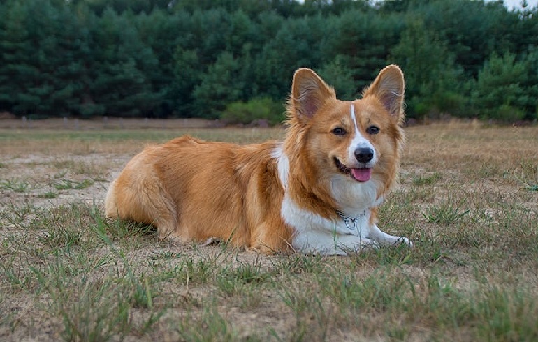 Pembroke Welsh Corgi – History, Traits, Health, And Care - TOP DOG SITE