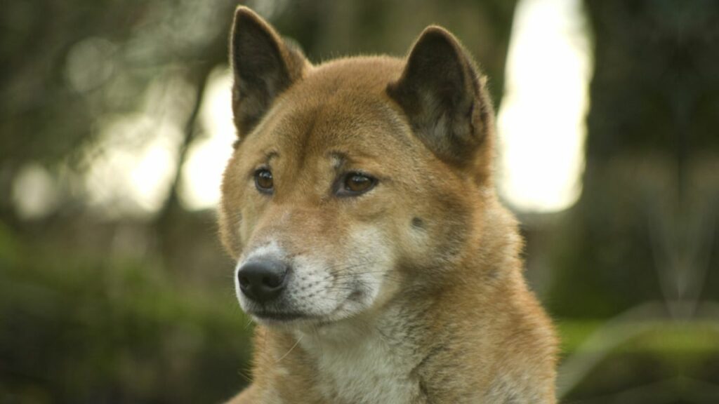9 Most Rare Dog Breeds You Might Not Know Exist Top Dog Site