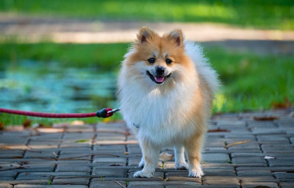 45 Best Small Dog Breeds For Families - TOP DOG SITE