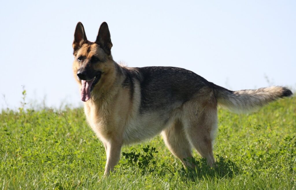 19 Smartest Dog Breeds Ranked For Intelligence - TOP DOG SITE