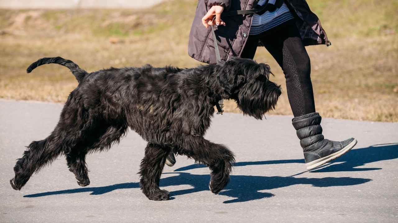 Top 10 Powerful Guard Dog Breeds For Ultimate Protection - TOP DOG SITE