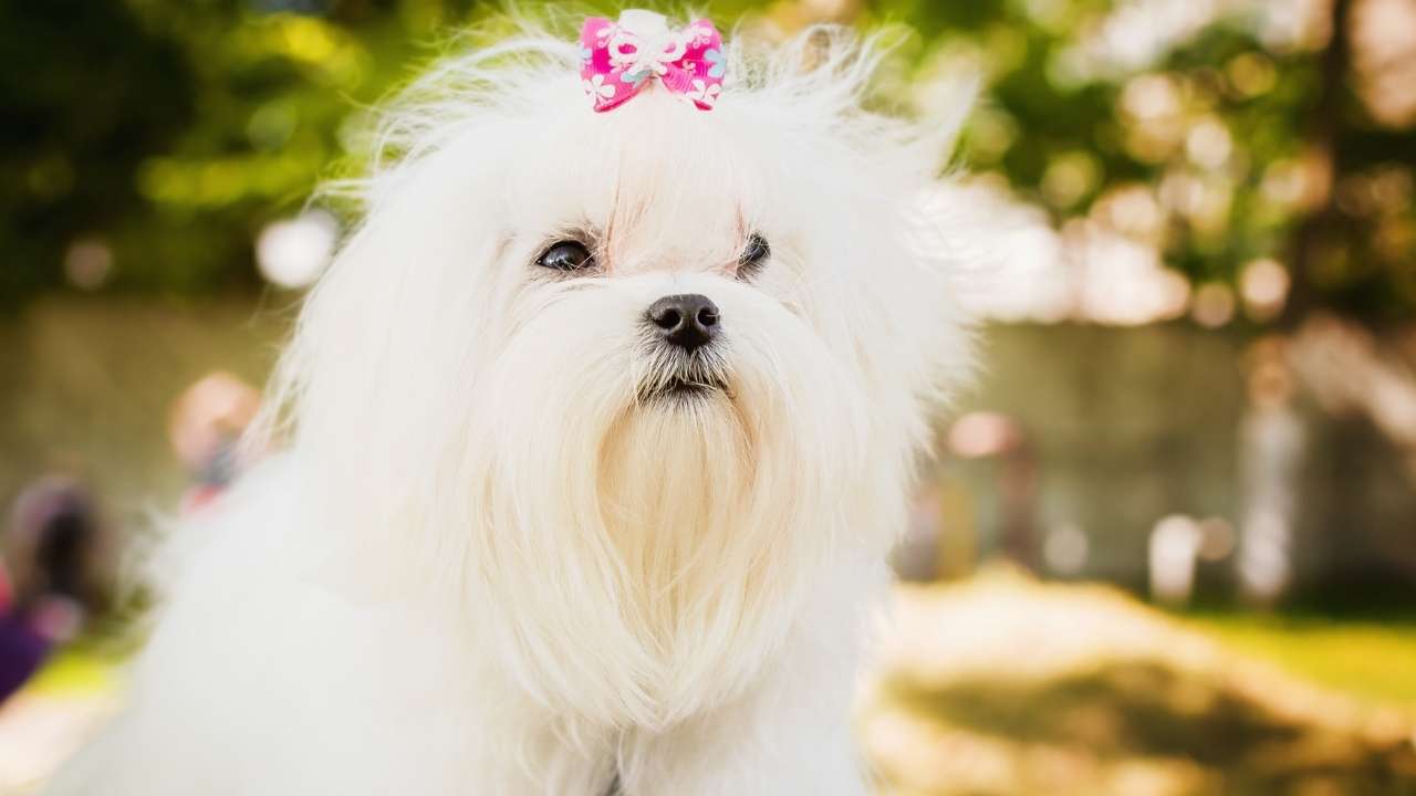 Top 7 Small Low-Energy Dog Breeds For Relaxed Lifestyles - TOP DOG SITE