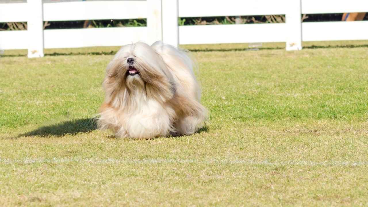 Top 7 Small Low-Energy Dog Breeds For Relaxed Lifestyles - TOP DOG SITE