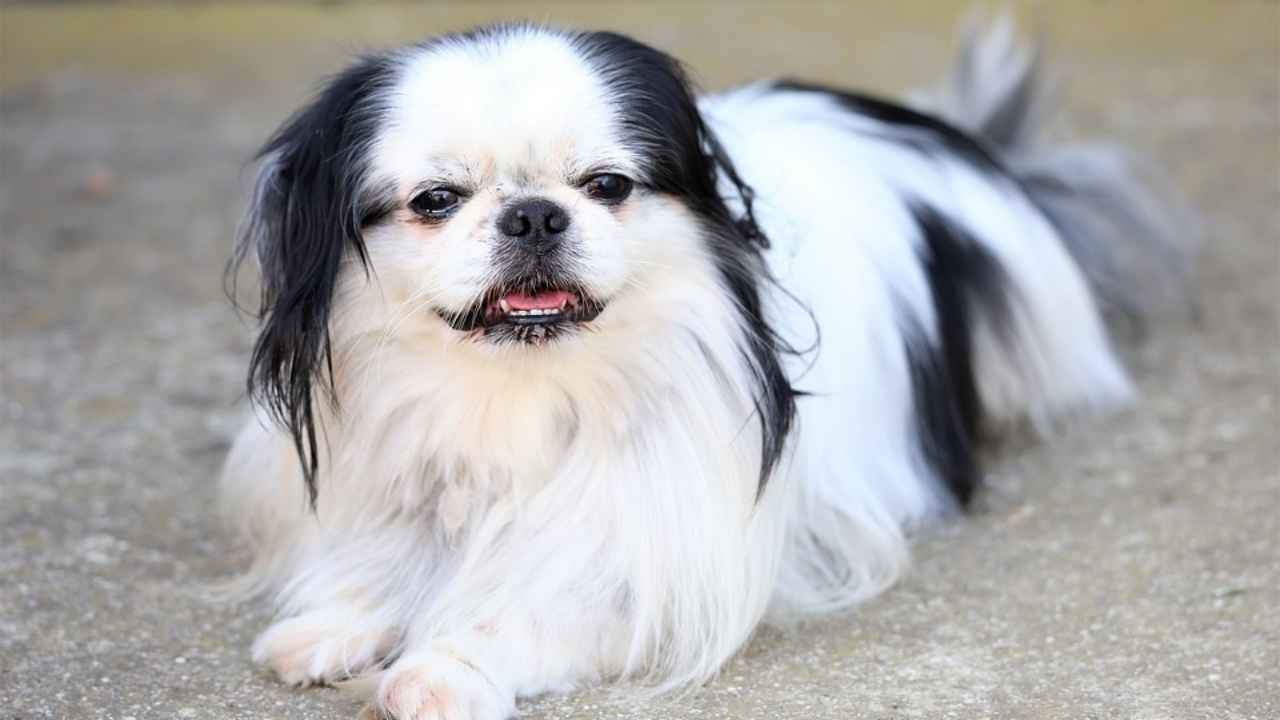 Top 7 Small Low-Energy Dog Breeds For Relaxed Lifestyles - TOP DOG SITE