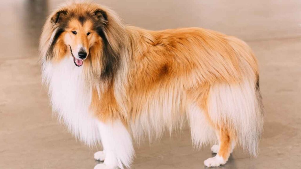 7 Types Of Collie Dog Breeds With Beauty & Brain - TOP DOG SITE