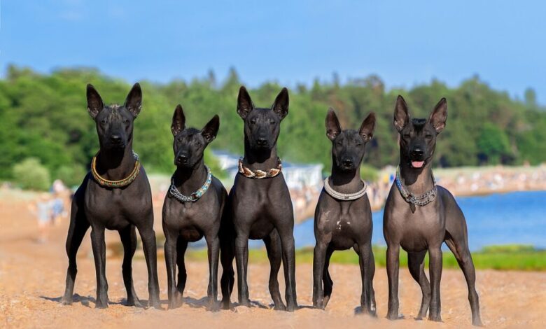6 Iconic Mexican Dog Breeds - TOP DOG SITE