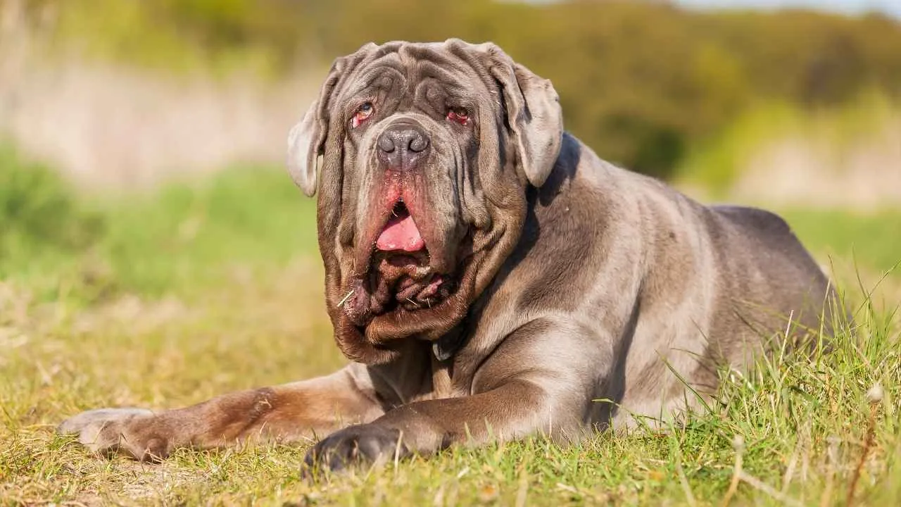 7 Chill Guard Dog Breeds That Are Calm, Loyal, And Protective - TOP DOG ...