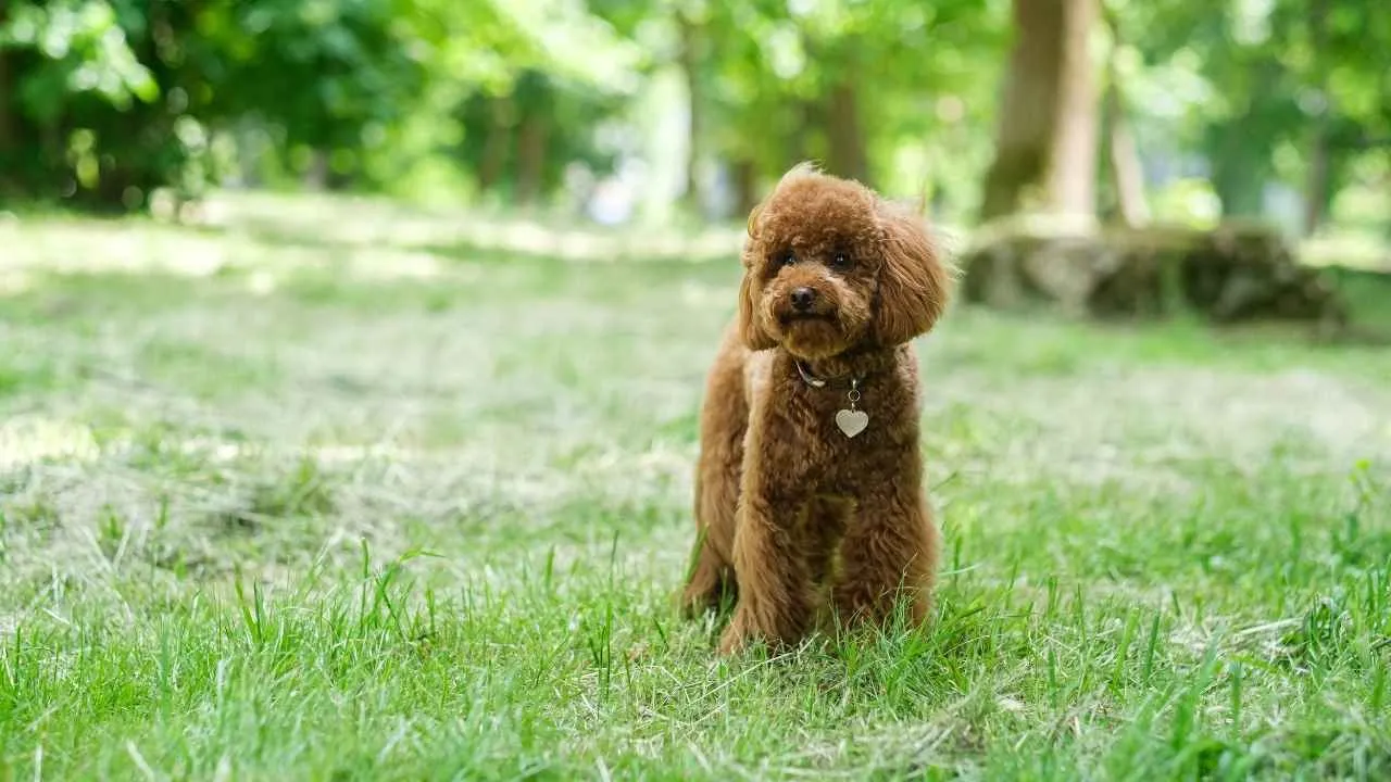 7 Intelligent Companion Dog Breeds That Love To Bond - TOP DOG SITE
