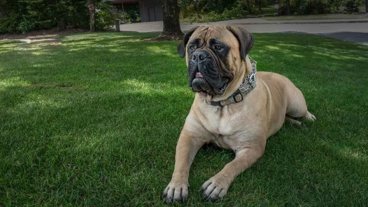 7 Large Watchdog Breeds For Protection And Security - TOP DOG SITE