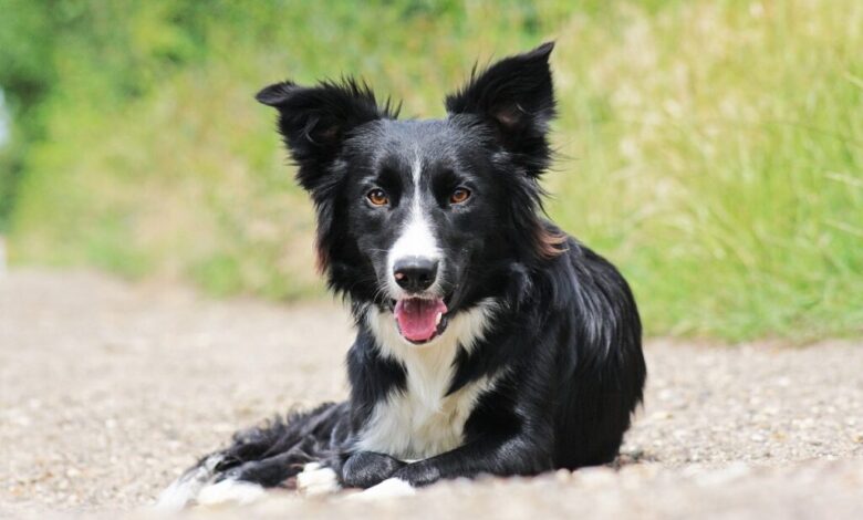 7 Most Intelligent Dog Breeds In The World - TOP DOG SITE