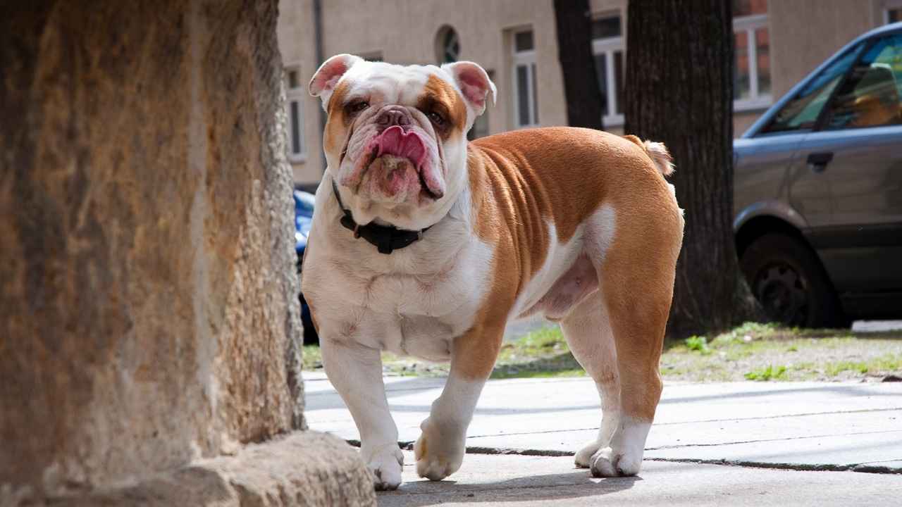 7 Most Unhealthy Dog Breeds With The Most Health Problems - TOP DOG SITE