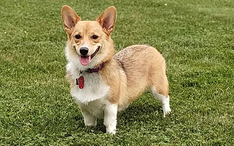 Pembroke Welsh Corgi – History, Traits, Health, And Care - TOP DOG SITE