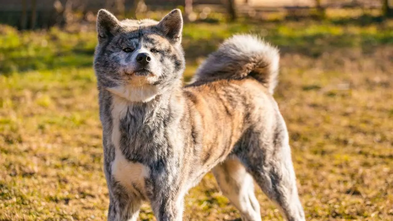 Top 10 Family Guard Dog Breeds: Gentle And Protective - TOP DOG SITE