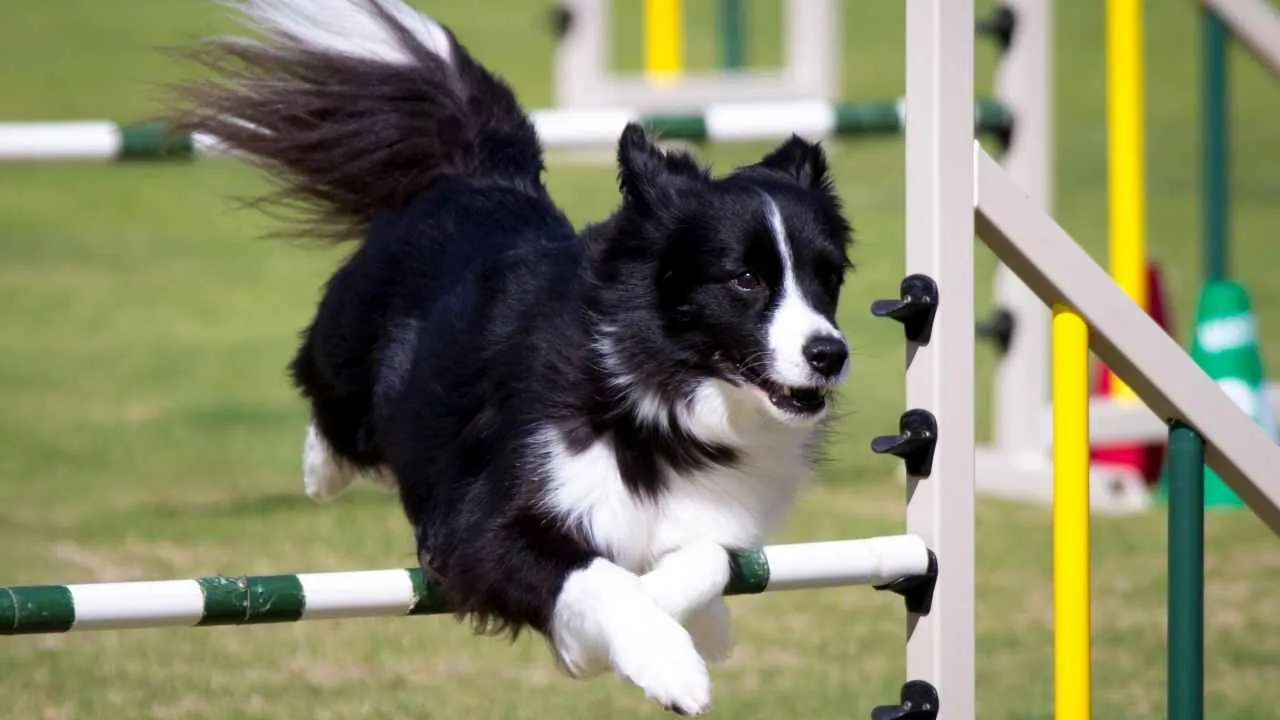 Top 7 Most Intelligent Dog Breeds With Impressive Memory - TOP DOG SITE