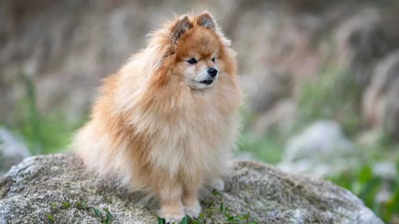 Top 9 Micro Dog Breeds That Stay Tiny Forever - TOP DOG SITE